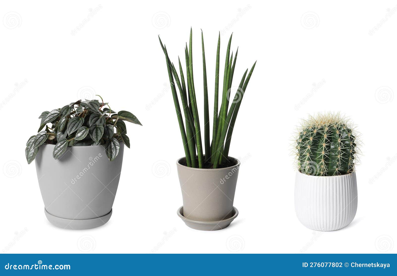 Collage with Different Potted Plants on White Background. House Decor ...