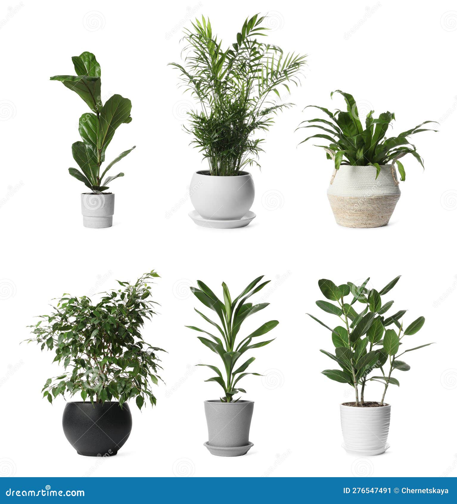 Collage with Different Potted Plants on White Background. House Decor ...