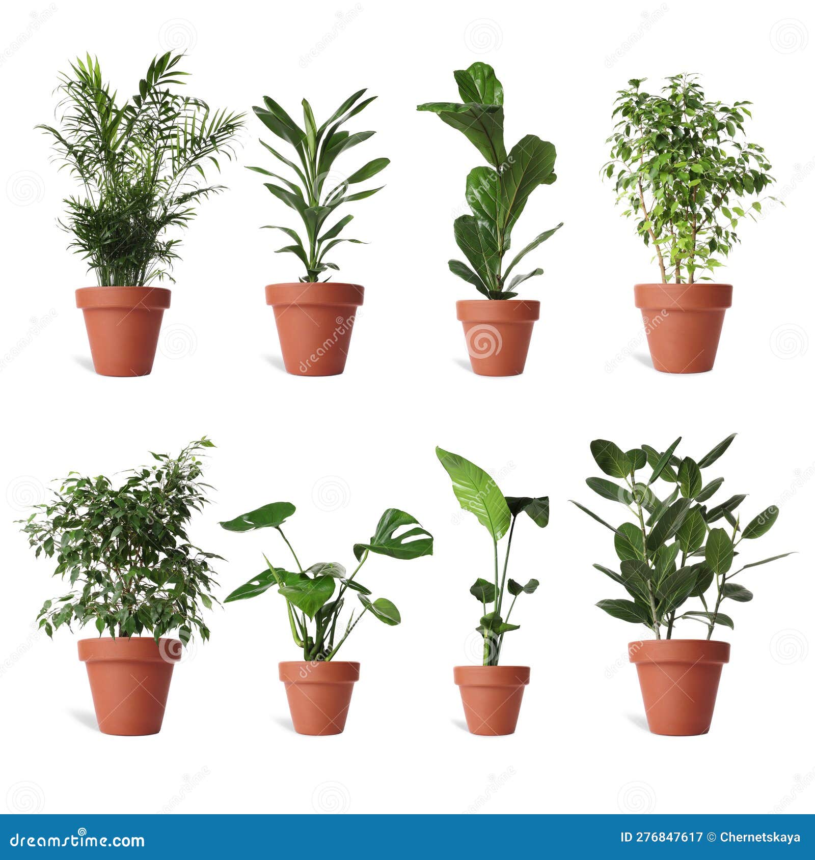 Collage with Different Potted Plants on White Background. House Decor ...