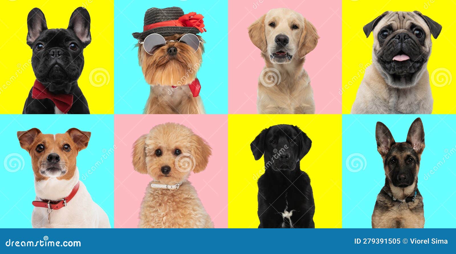 Collage of Different Types of Dog Breeds Stock Image - Image of bulldog ...