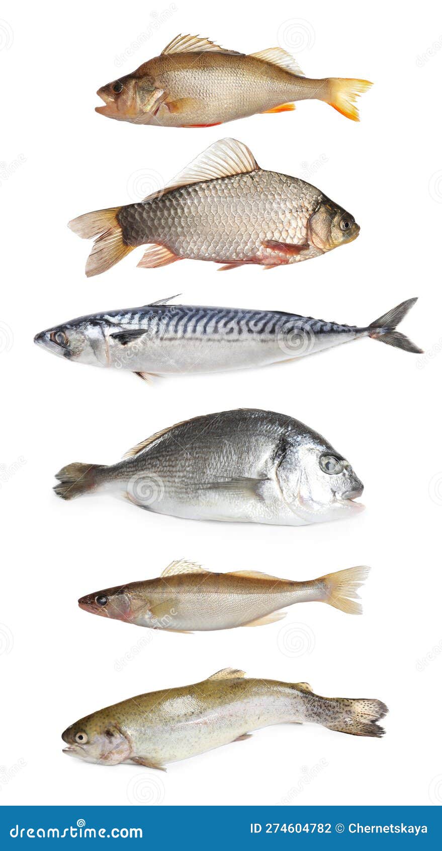 Collage with Different Types of Raw Fish on White Background Stock ...