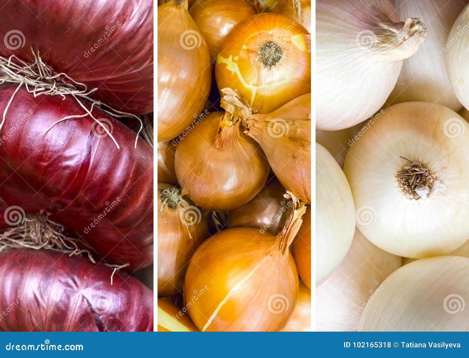 Collage of Different Varieties of Onion Stock Photo - Image of cooking ...