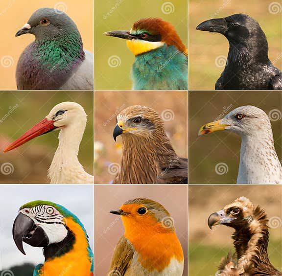 Collage with Differents Birds Stock Photo - Image of cute, beak: 98877124