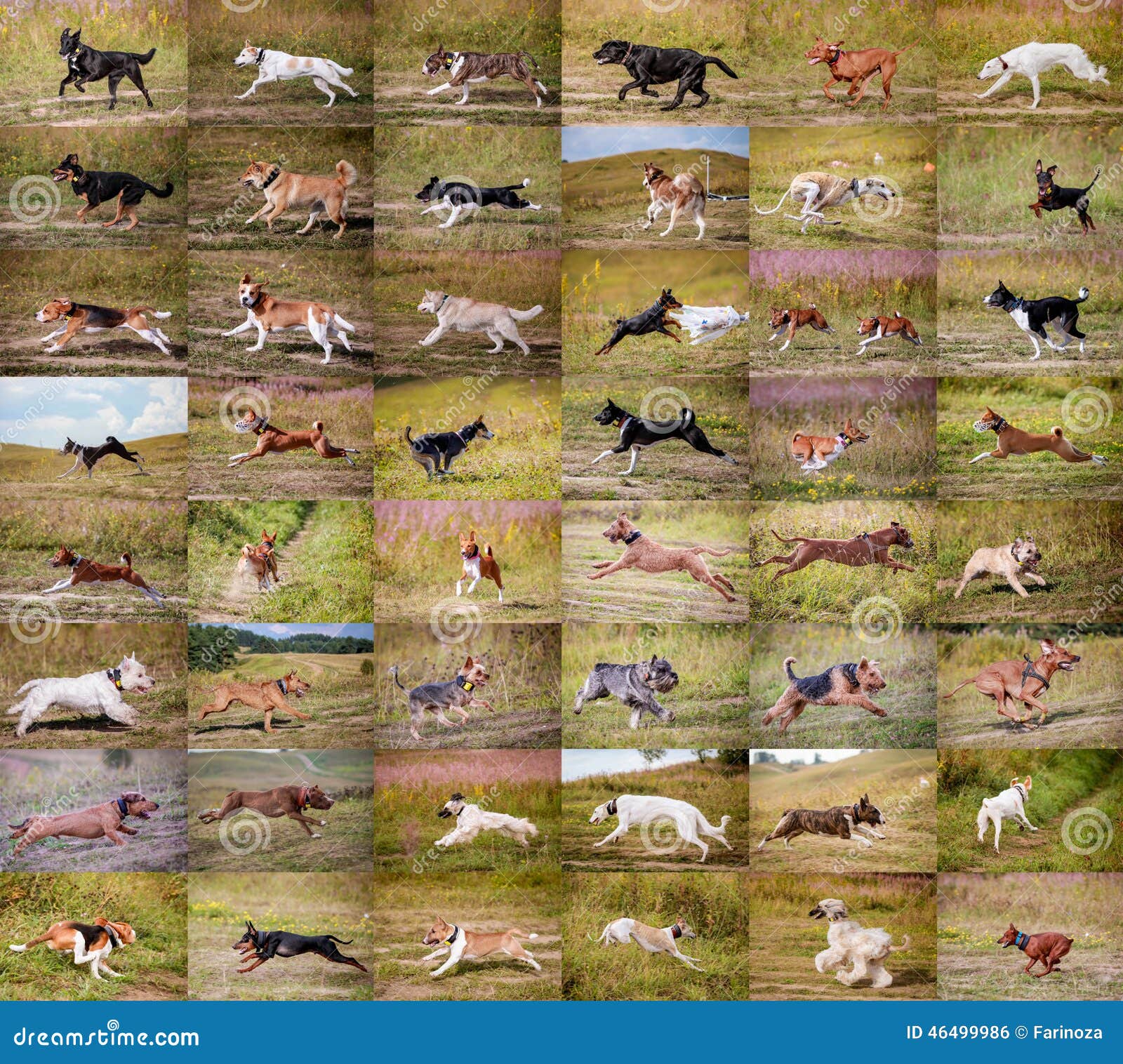 Collage dogs running stock photo. Image of outdoors, nature - 46499986