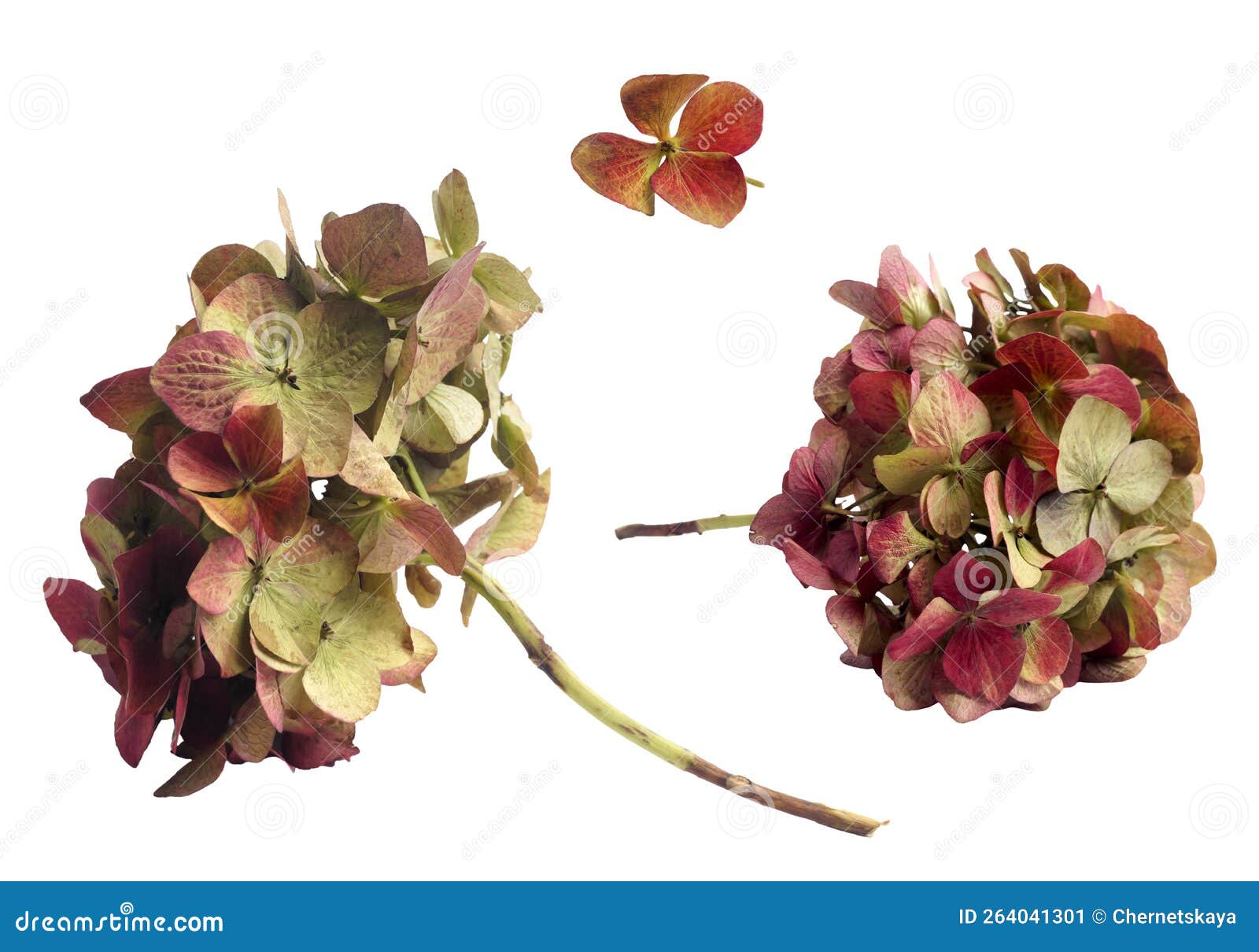 Collage with Dry Hortensia Hydrangea on White Background Stock Image ...