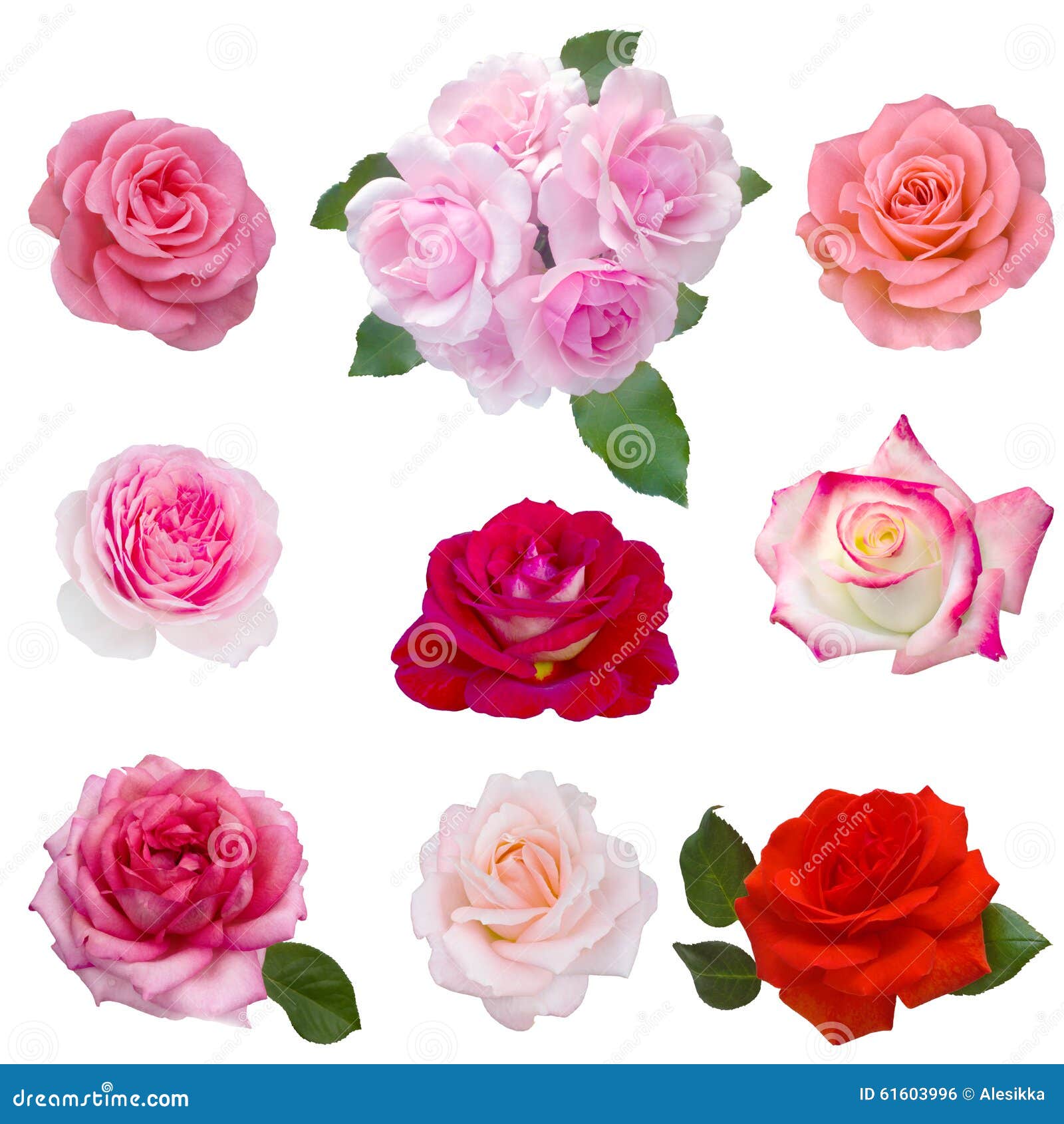 Collage of eight red roses stock photo. Image of flower - 61603996