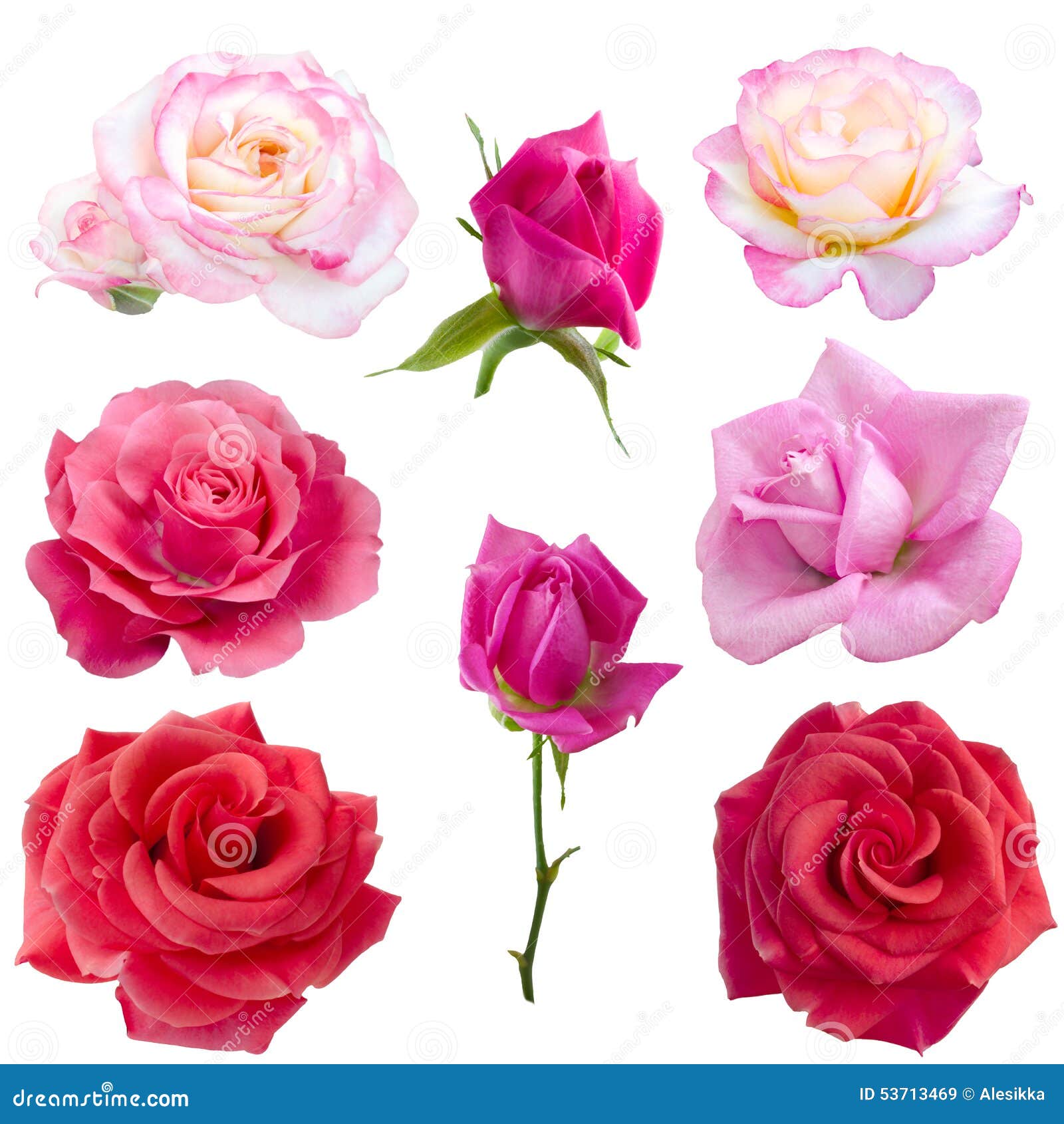 Collage of eight roses stock image. Image of copy, full - 53713469