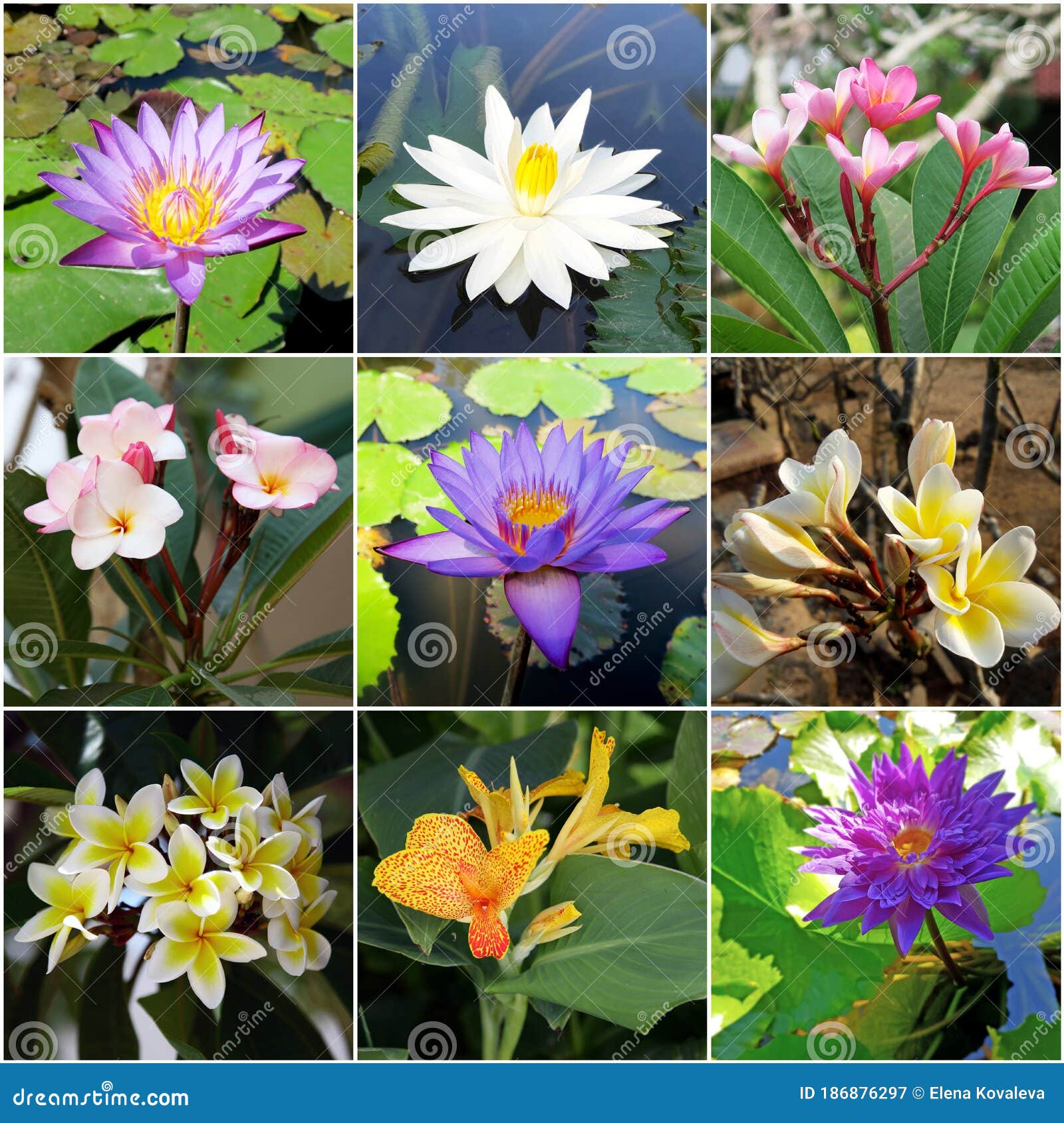 Collage of Exotic Flowers in Different Pics Stock Image - Image of ...