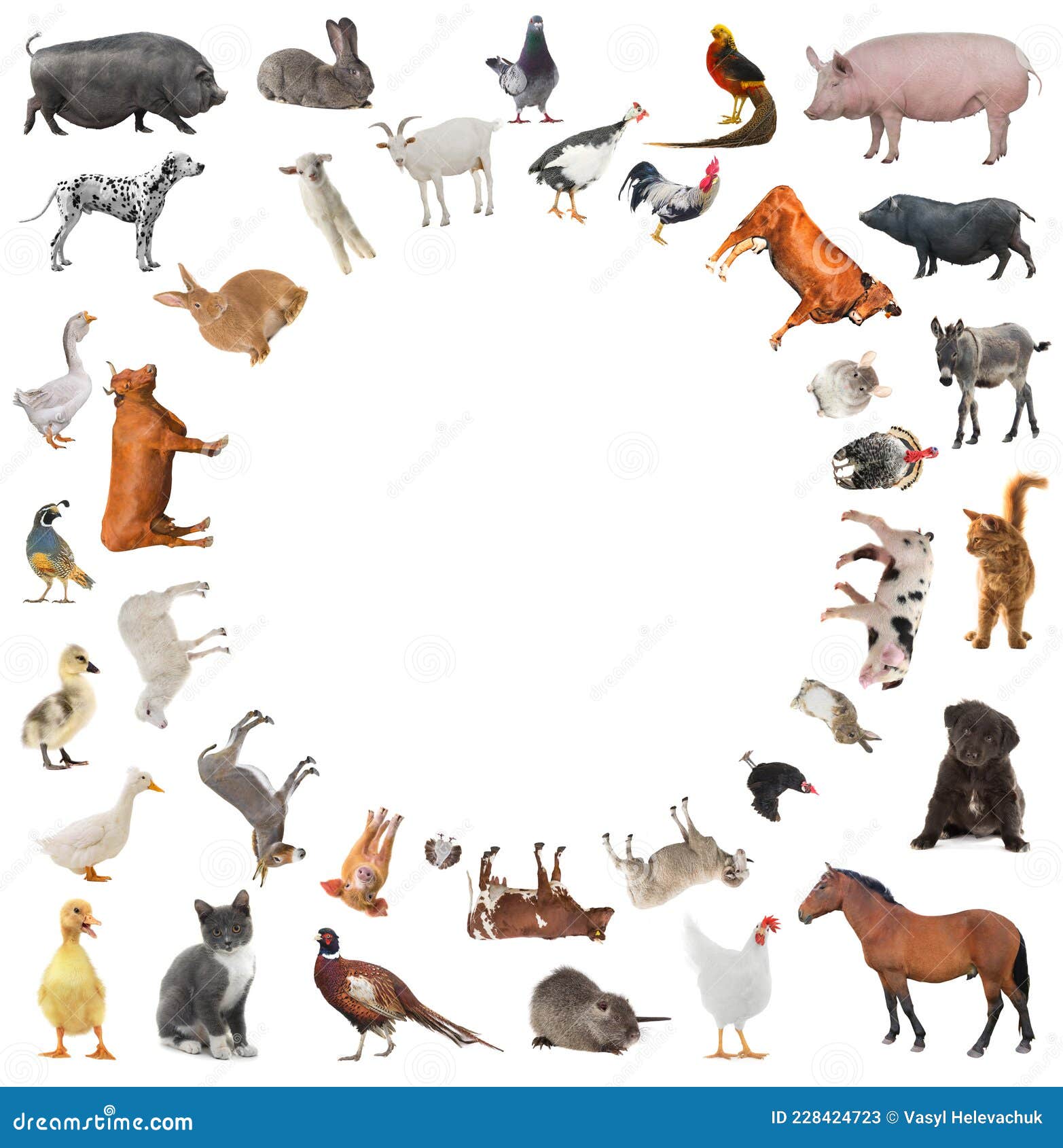 Collage of farm animals stock image. Image of birds - 228424723