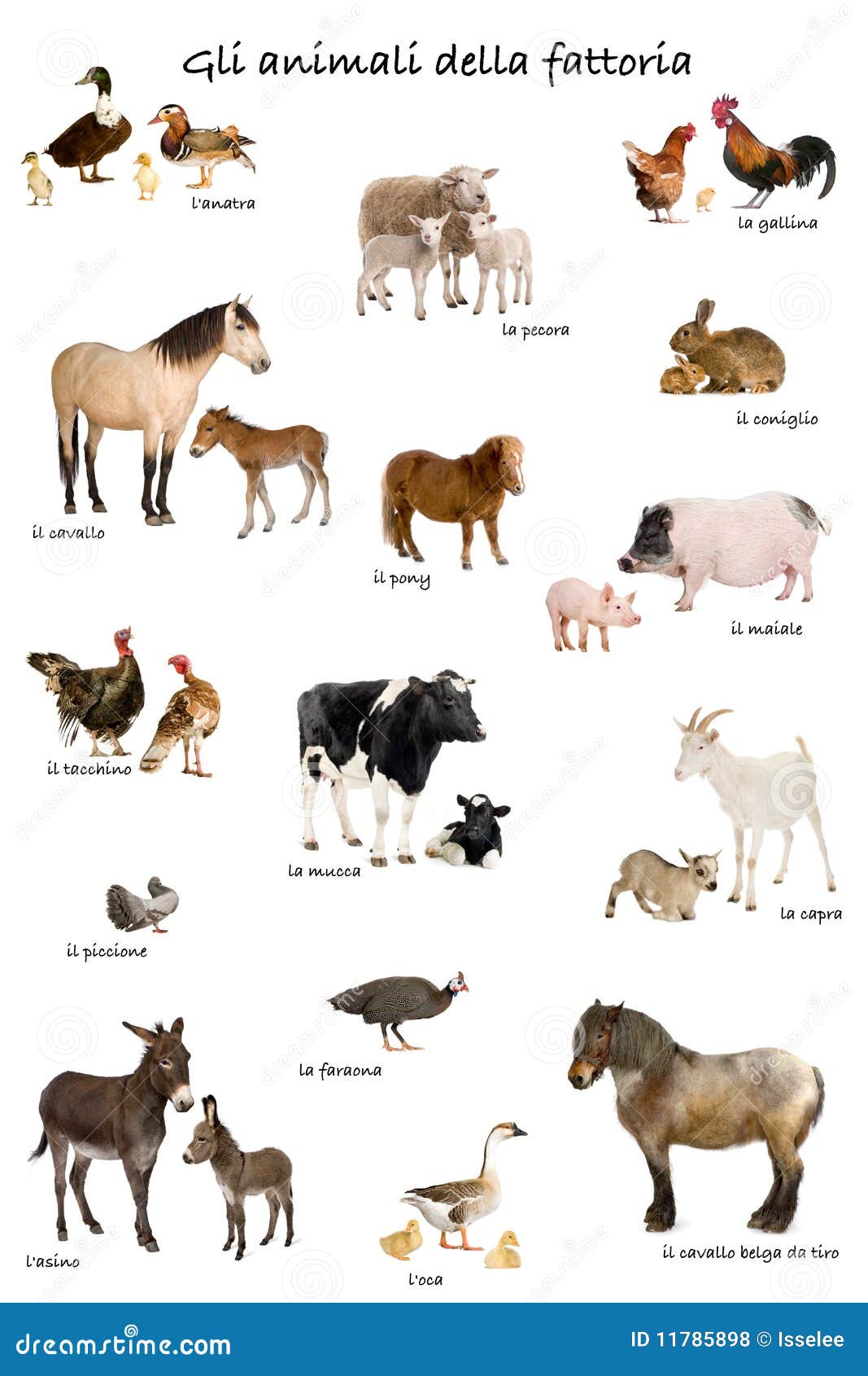 Collage of Farm Animals in Italian Stock Photo - Image of family, asino ...