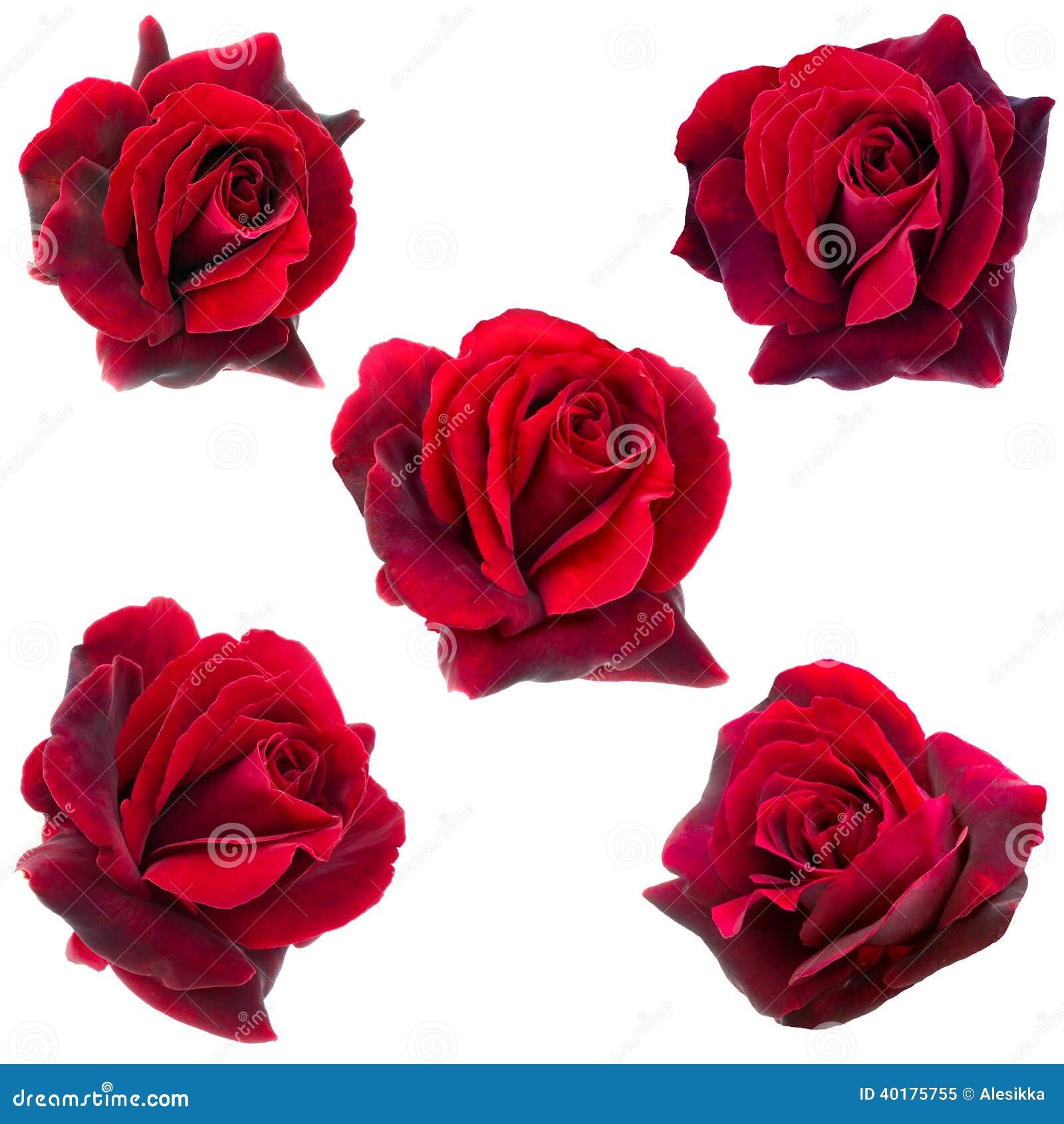 Collage of Five Dark Red Roses Stock Image - Image of holiday, dark ...