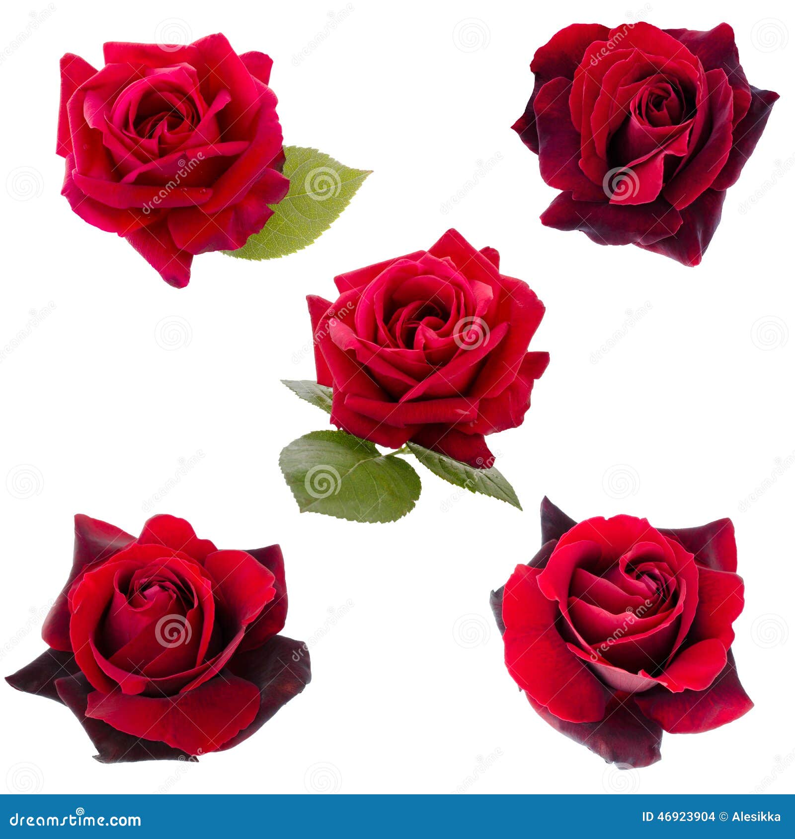 Collage of Five Dark Red Roses Stock Photo - Image of concepts, close ...