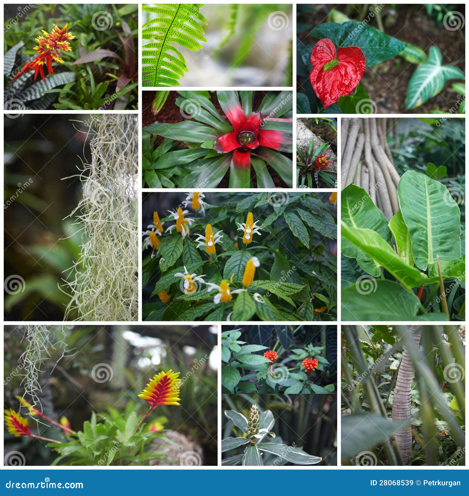 Collage. Flores en selva imagen de archivo. Imagen de resorte - 28068539