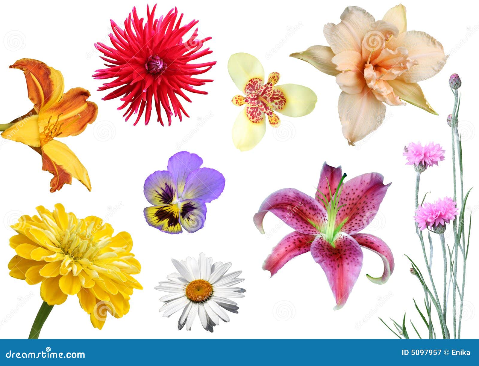 Collage from flowers stock image. Image of card, closeup - 5097957