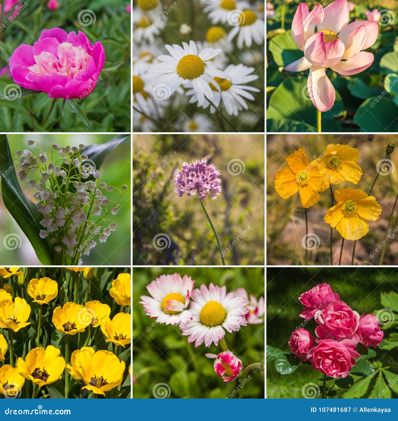 Collage with Flowers Outdoors, Spring Theme Stock Image - Image of ...