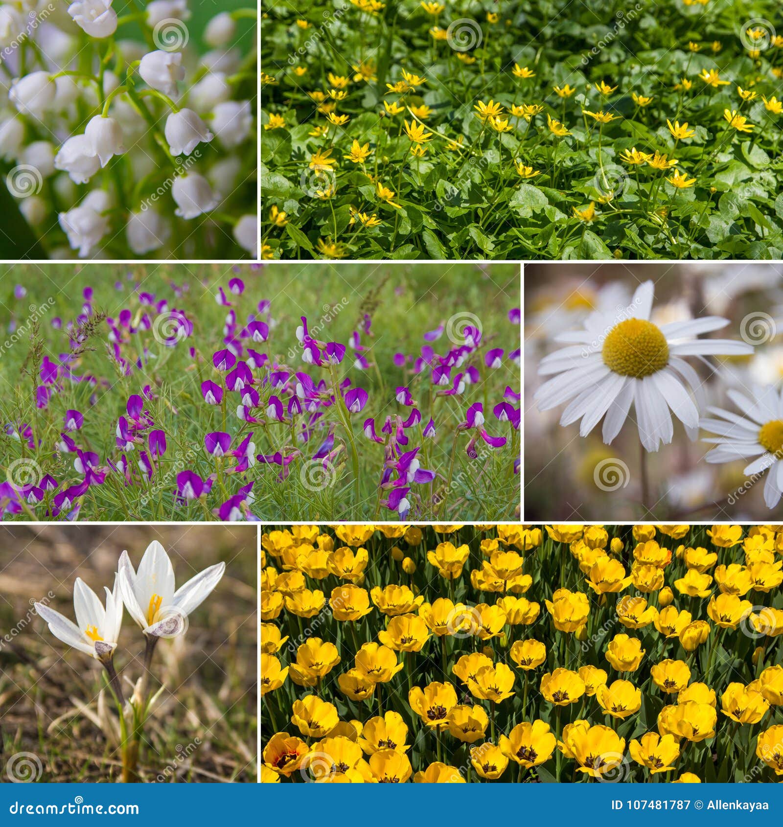 Collage with Flowers Outdoors, Spring Theme Stock Image - Image of grow ...