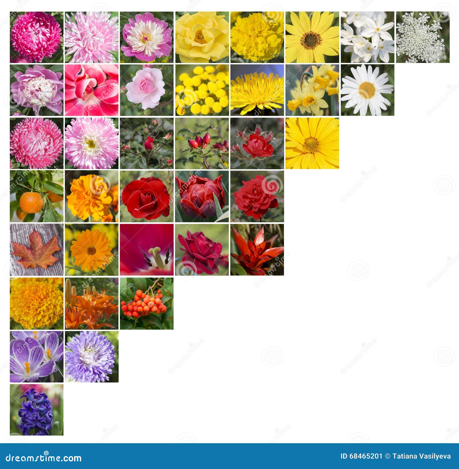 A Collage of Flowers on the Upper Left Corner Stock Image - Image of ...