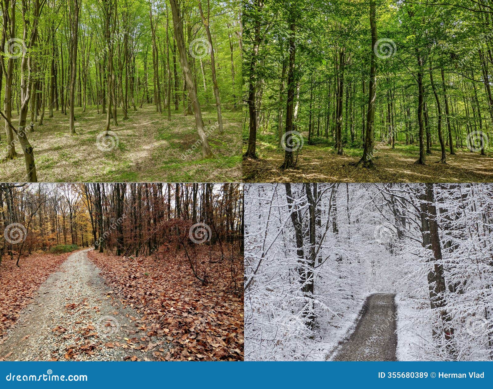 Collage with the Forest in All Four Seasons. Spring, Summer, Autumn and ...
