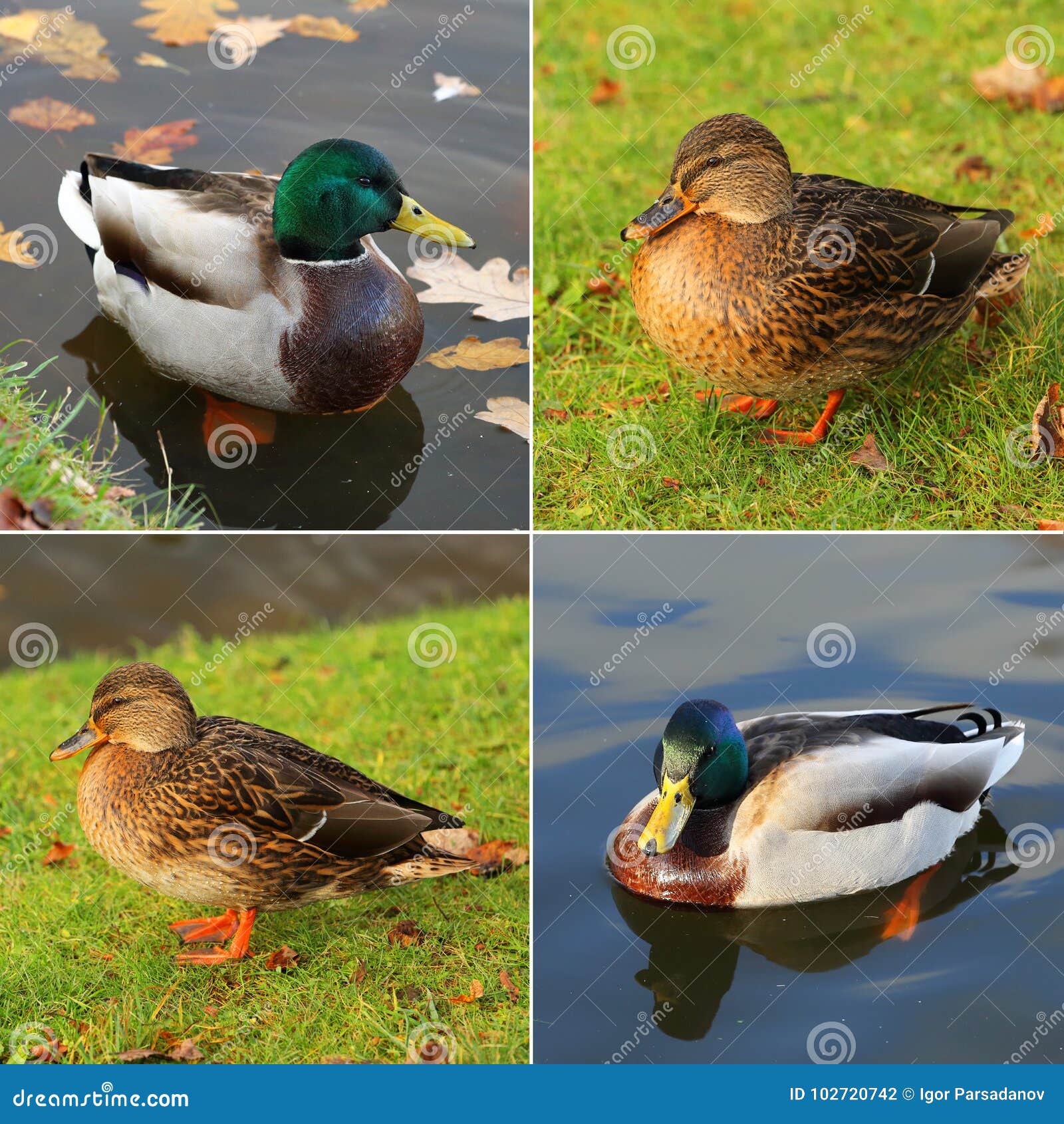 Four ducks in one photo stock photo. Image of flight - 102720742