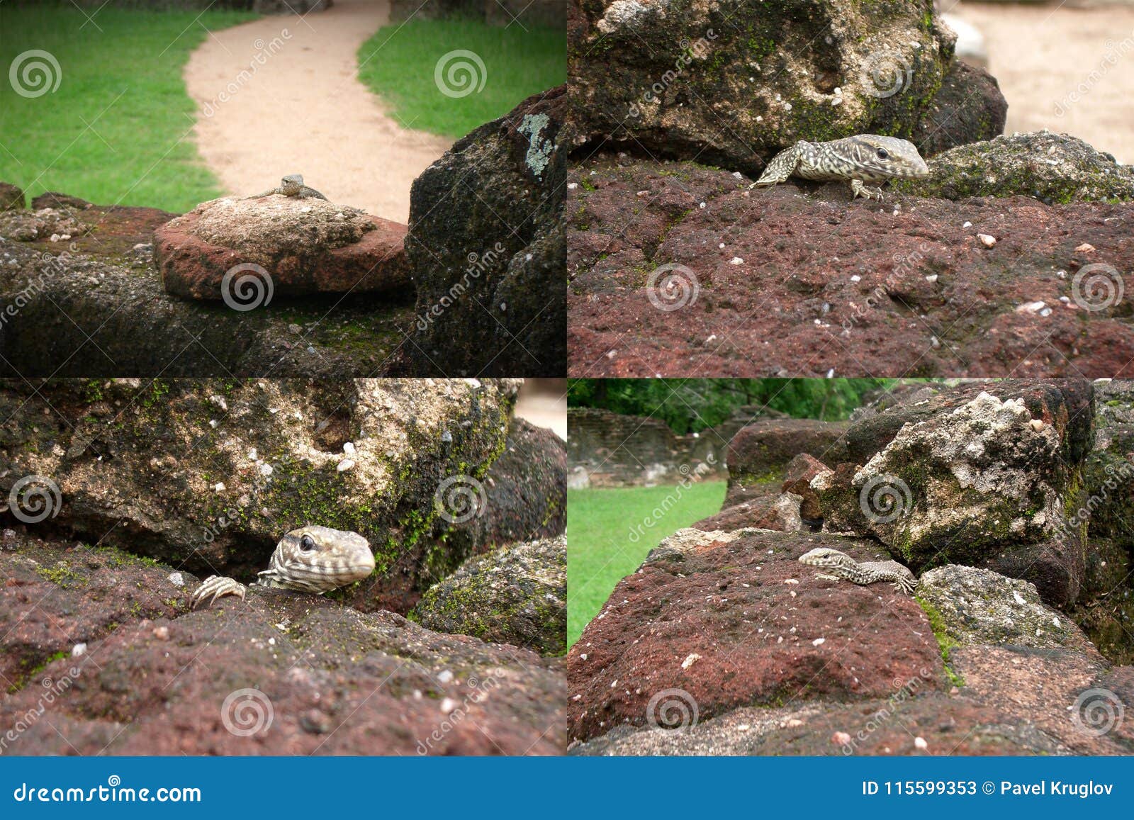 A Collage Of Four Photos Of A Gecko Lizard Hiding In Rocks Royalty-Free ...