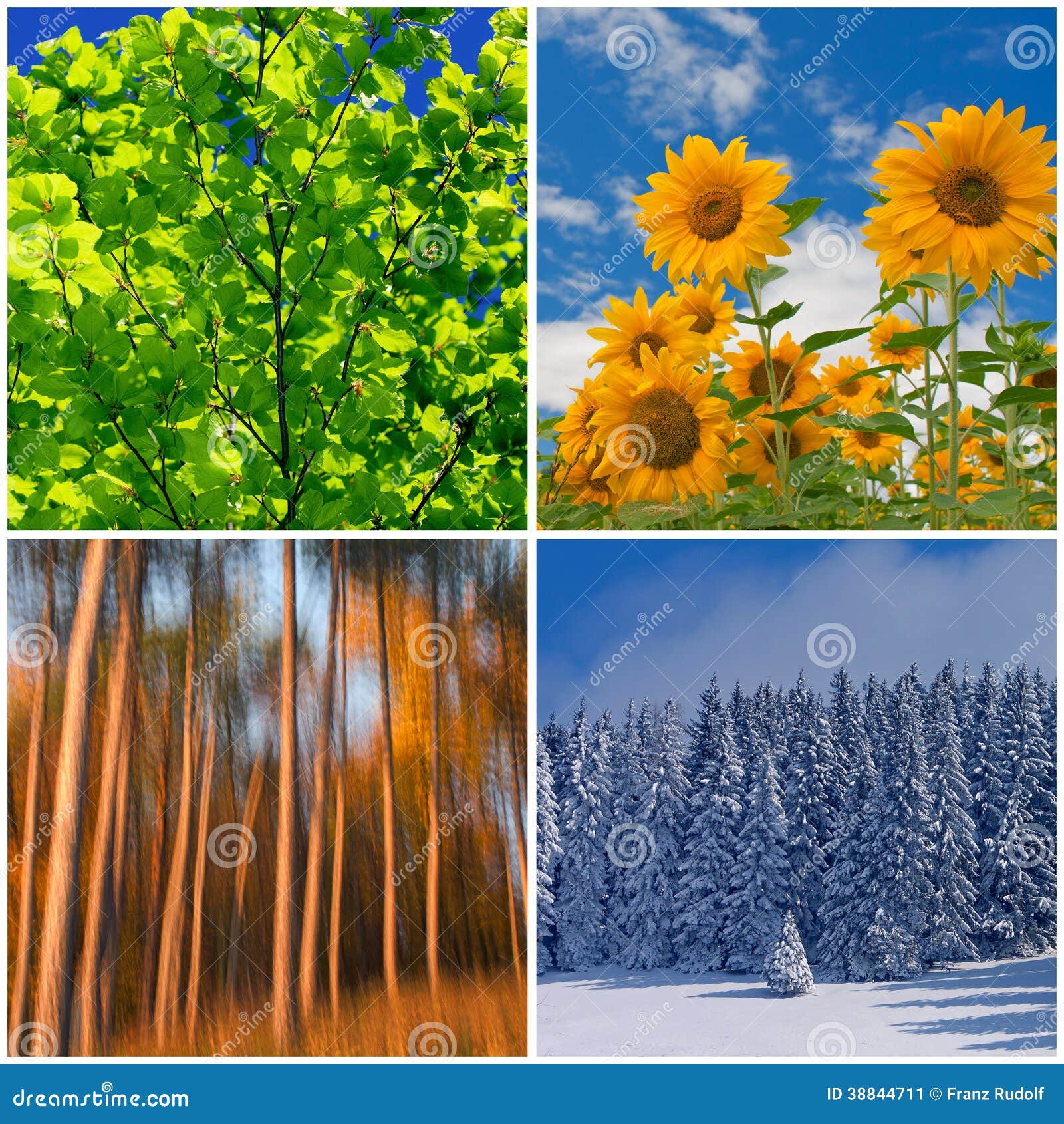 Collage of four seasons stock image. Image of season - 38844711