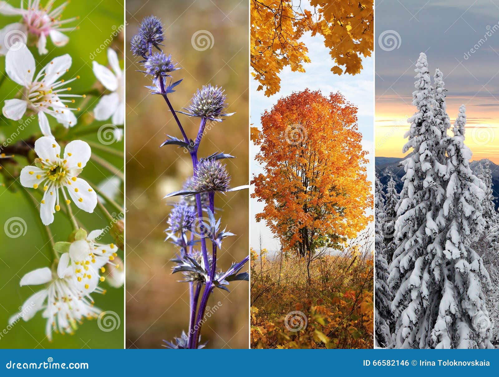 Collage of four seasons stock photo. Image of sheet, winter - 66582146