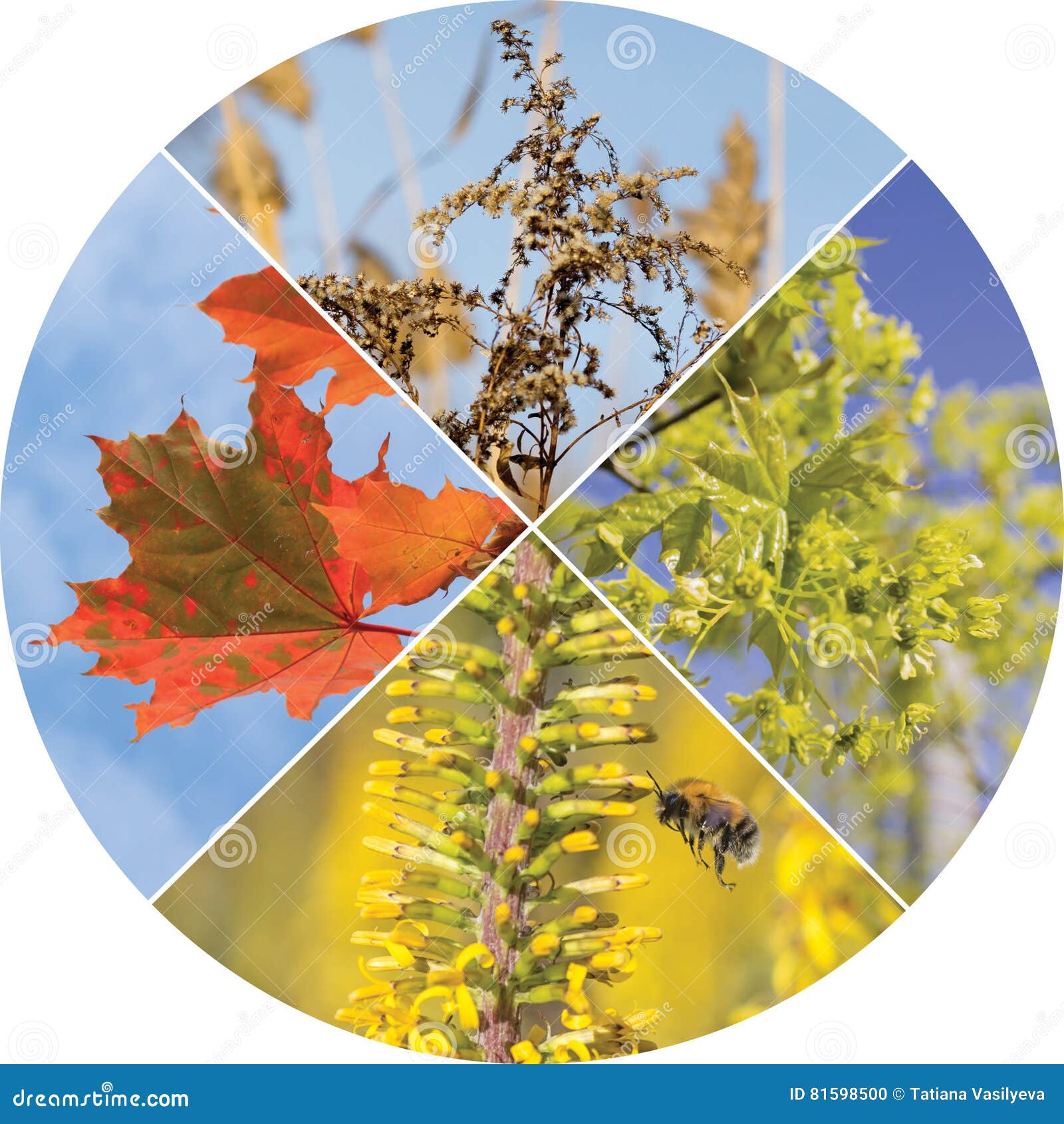 Collage with Four Seasons Looks of the Year Stock Photo - Image of fall ...