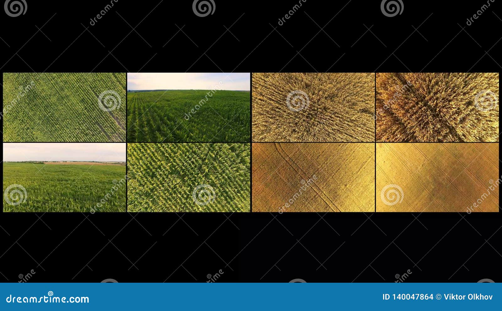 The Collage of Frames of the Field of Wheat and Corn Fields is Removed ...
