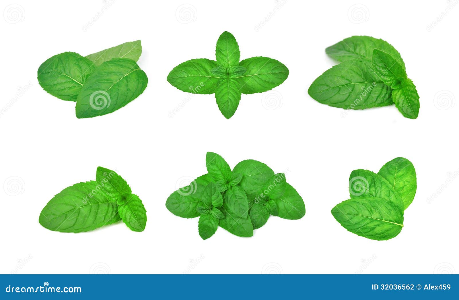 Collage fresh mint stock photo. Image of collage, melissa - 32036562