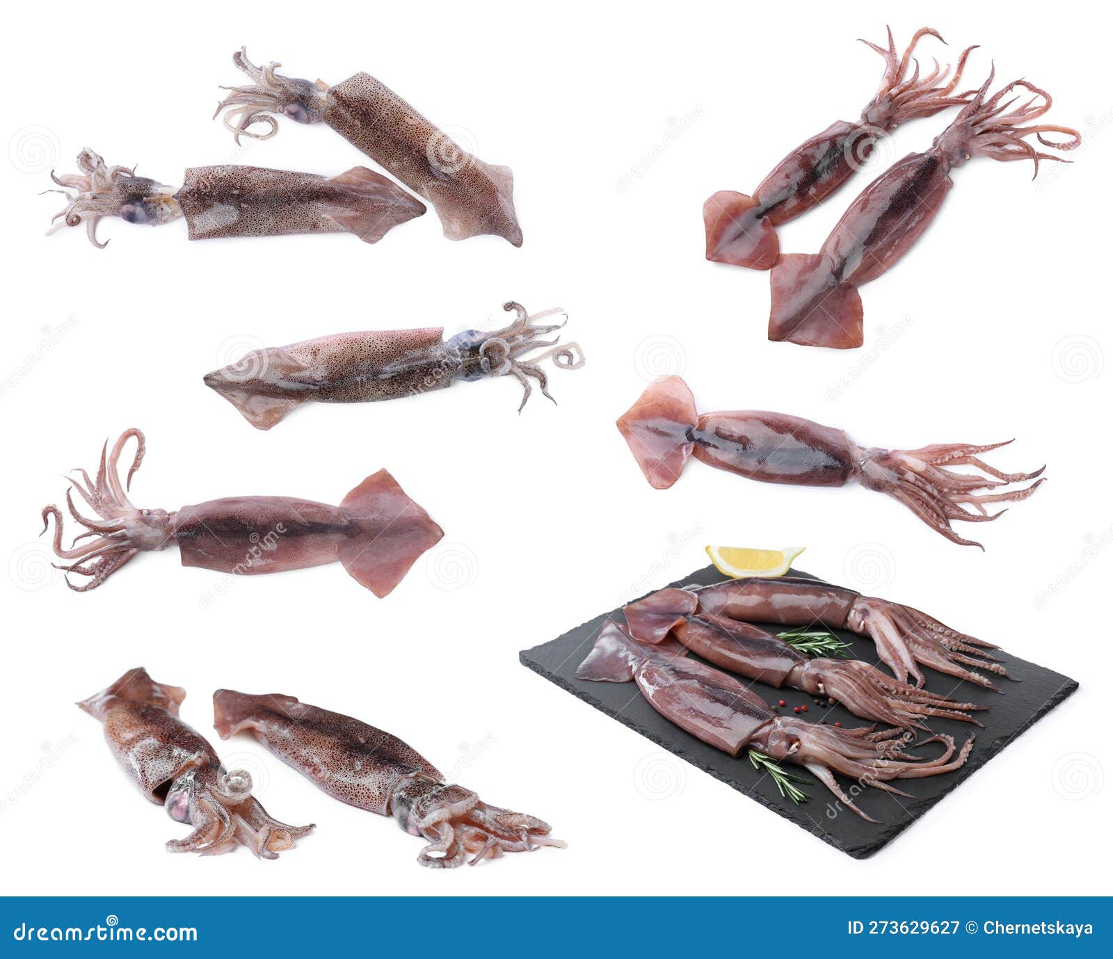 Collage with Fresh Squids on White Background Stock Image - Image of ...
