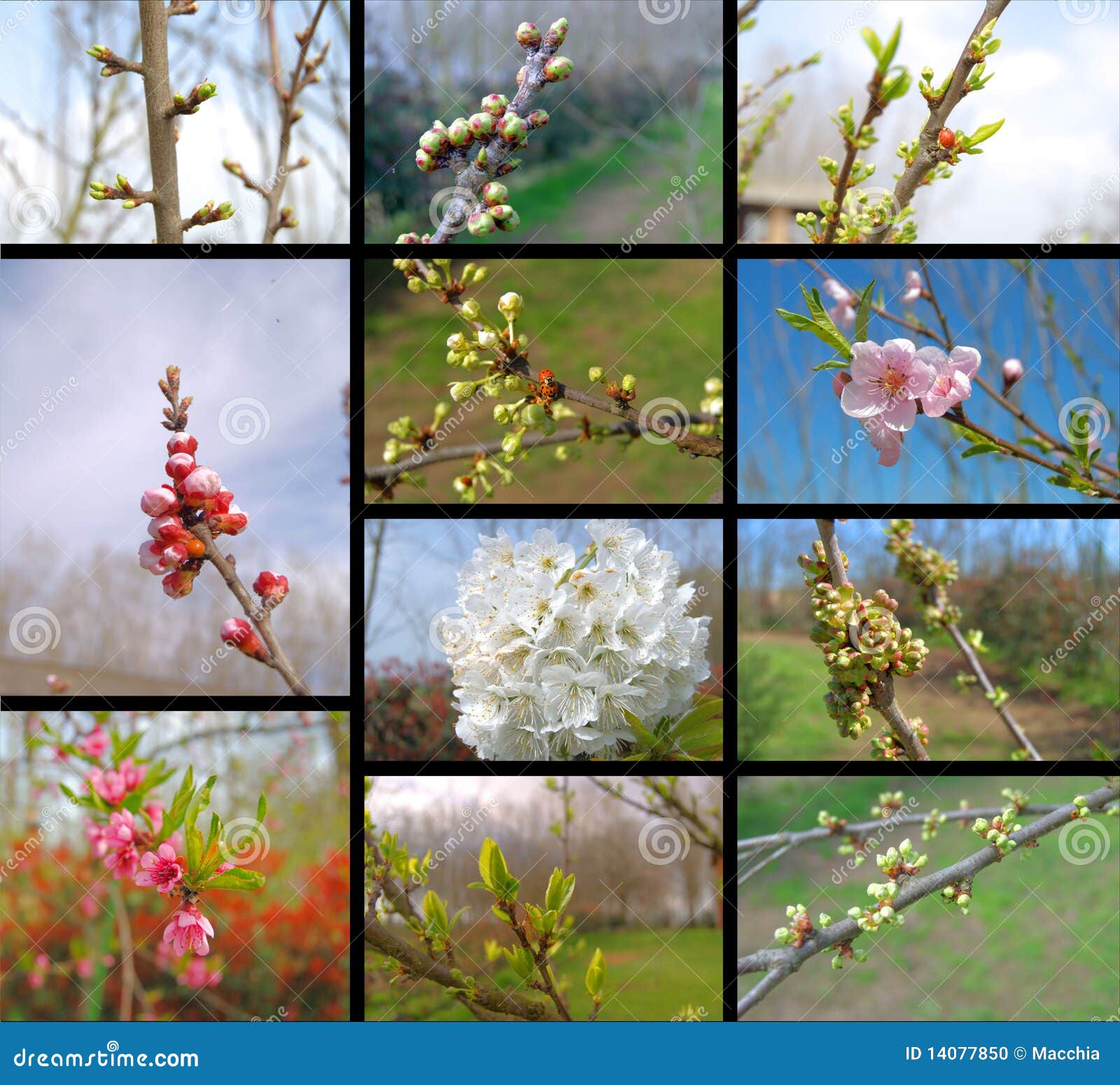 Collage with fruit trees stock photo. Image of apple - 14077850