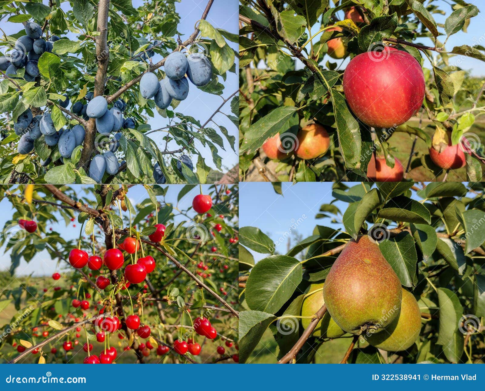 Collage with Fruit Trees. Plum Tree, Apple Tree, Cherry Tree, Pear Tree ...