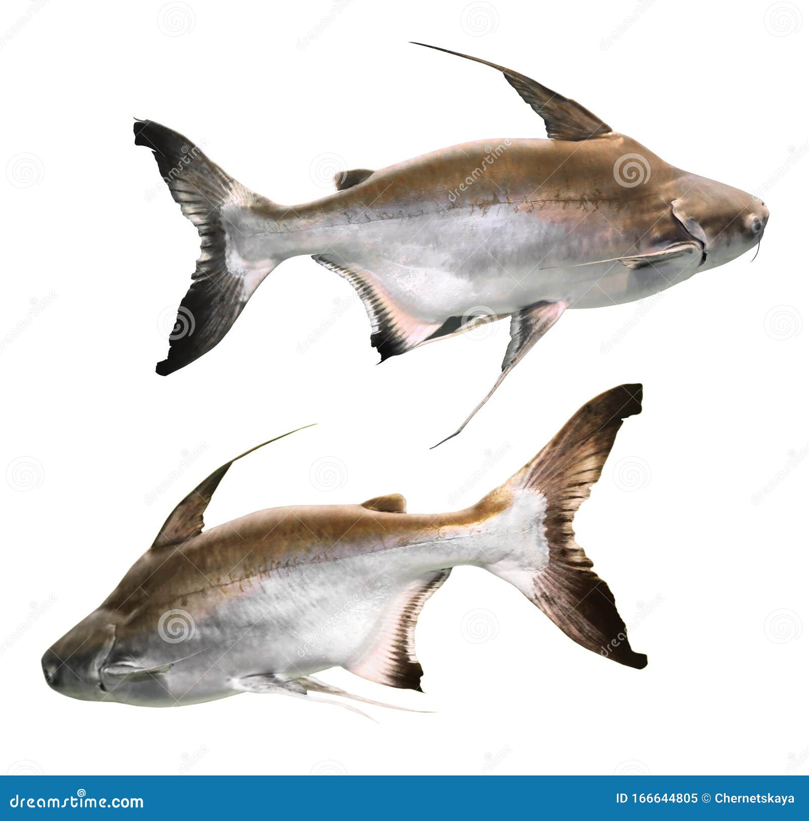 Bright Gaff Topsail Catfish On Background Royalty-Free Stock Photo ...