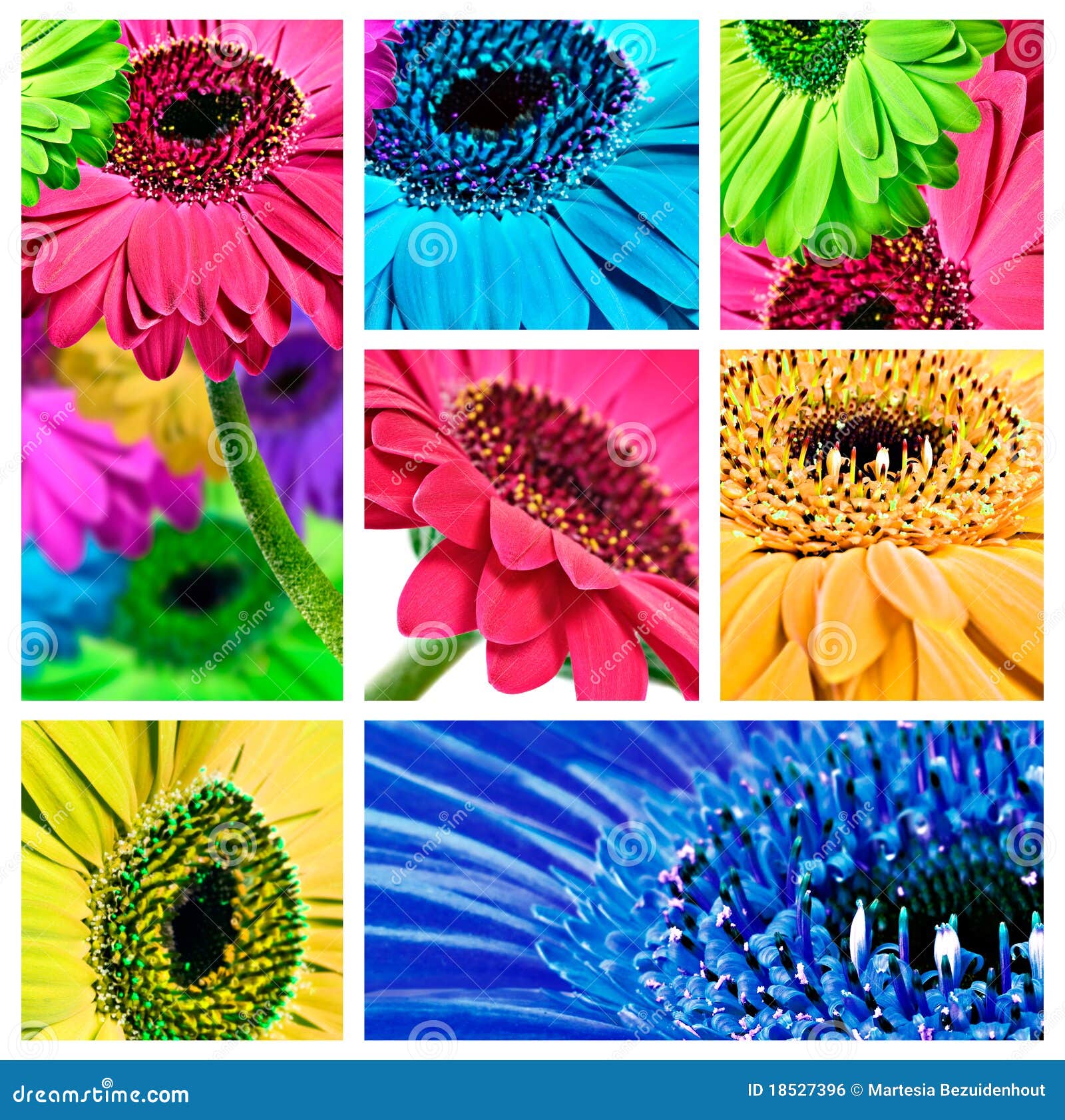 Collage of Gerbera Daisy Flowers Stock Photo - Image of colorful ...