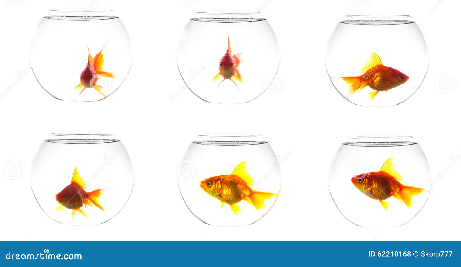 Collage Golden Fish Aquarium Photos - Free & Royalty-Free Stock Photos ...