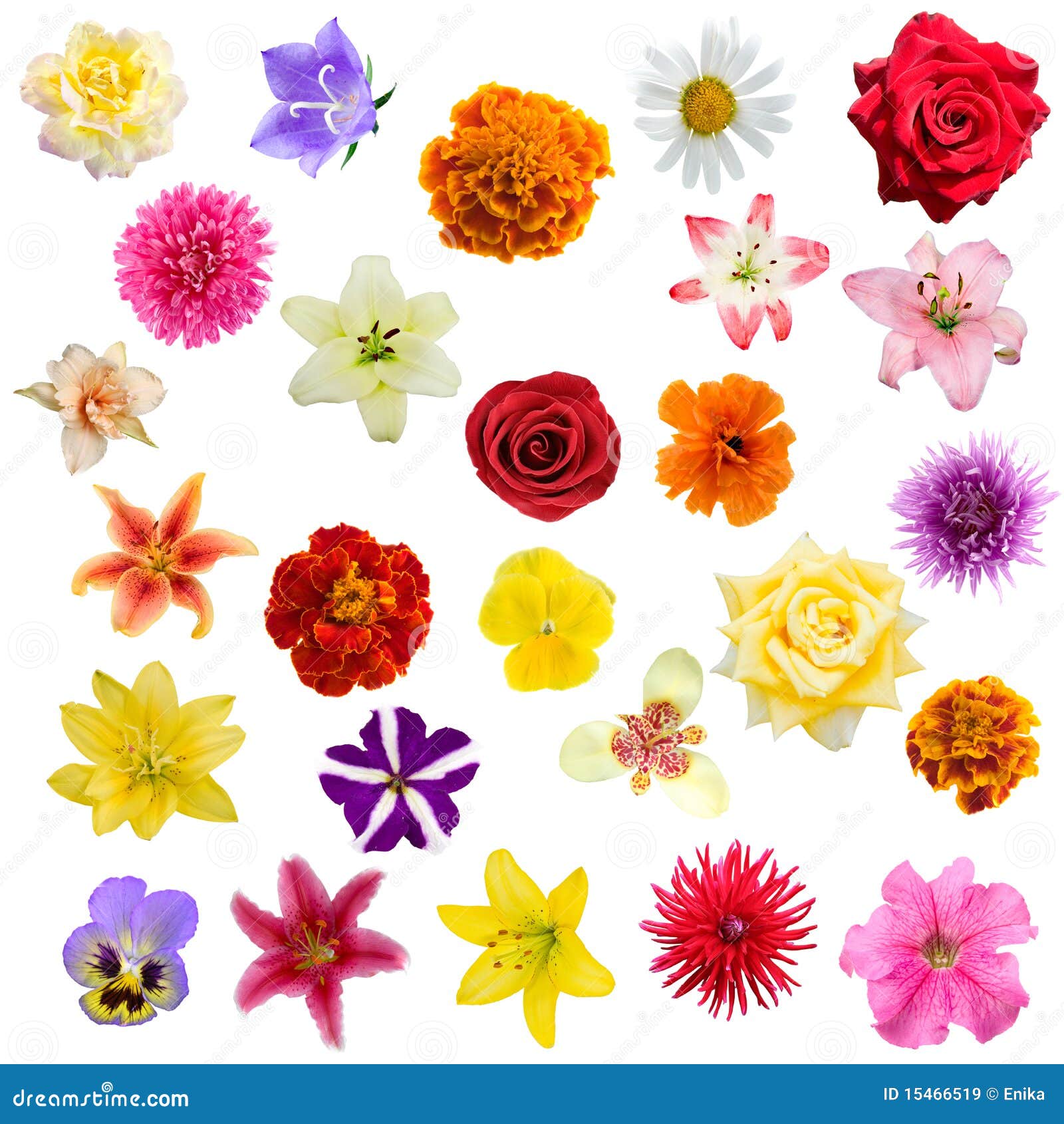 Collage Grande De Las Flores Imagen de archivo - Imagen de tarjeta ...