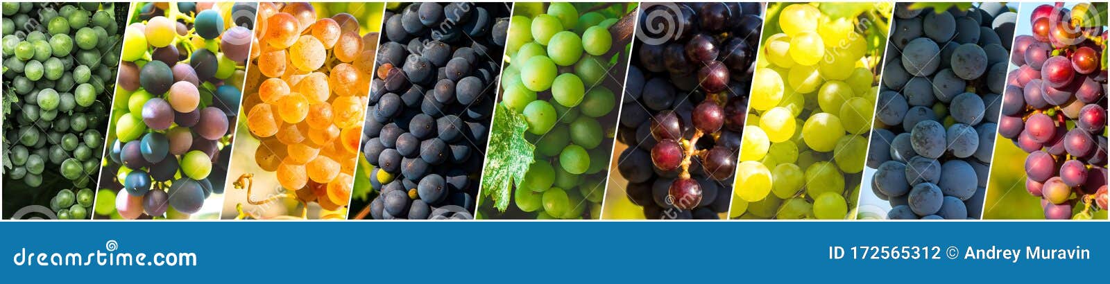 Grapes collage stock photo. Image of fresh, green, healthy - 172565312