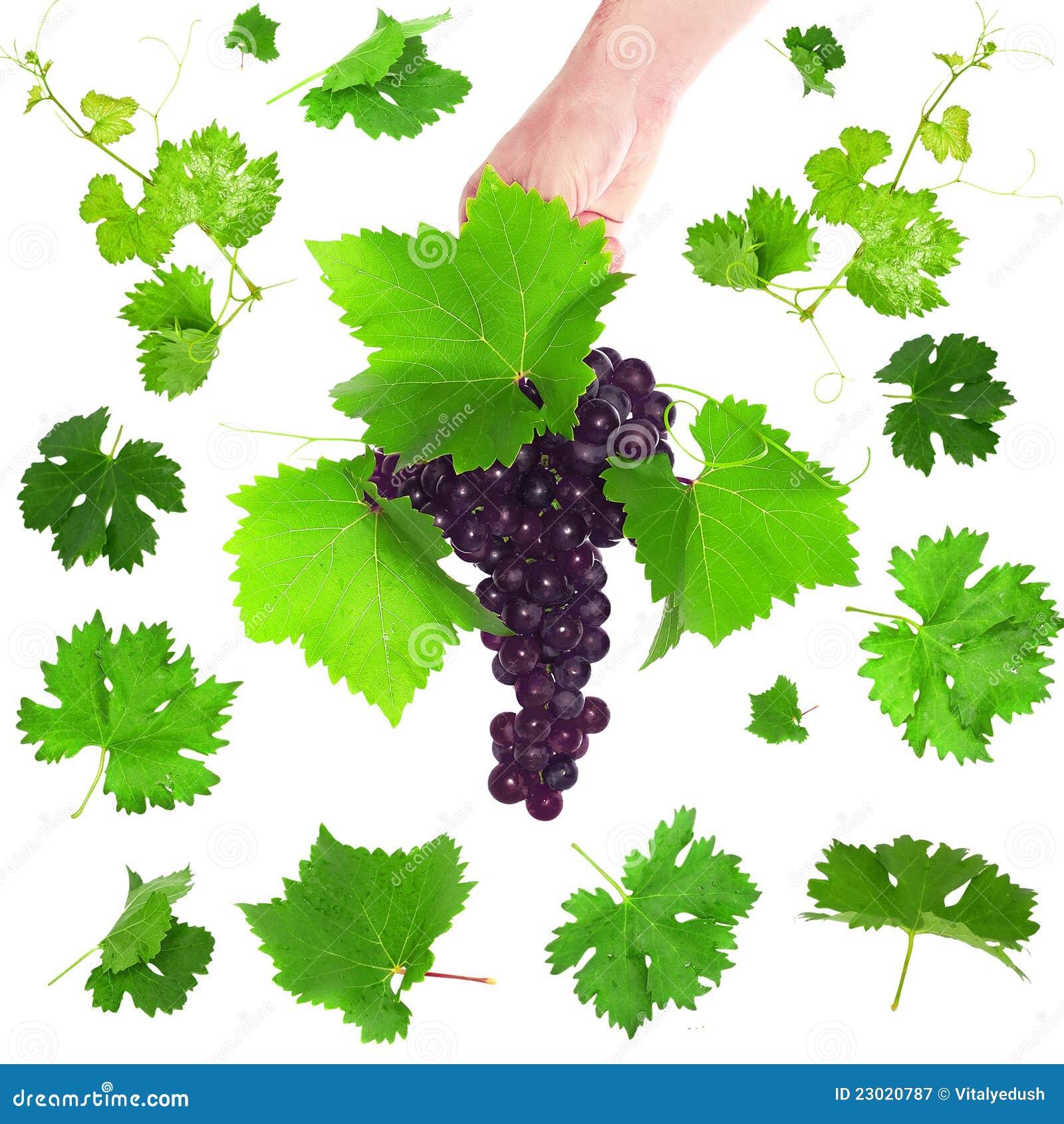 Collage of Grapes with Foliage. Isolated Stock Image - Image of raisin ...