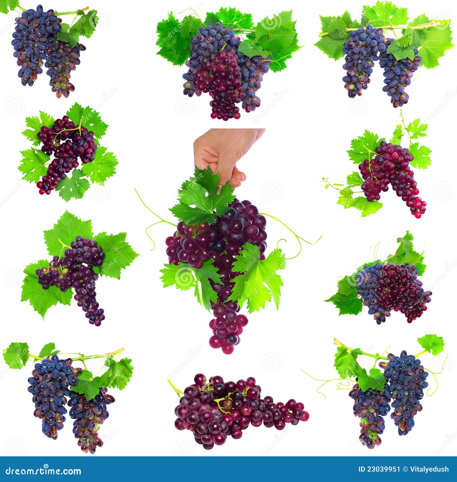 Collage of Grapes with Foliage. Isolated Stock Image - Image of pulp ...