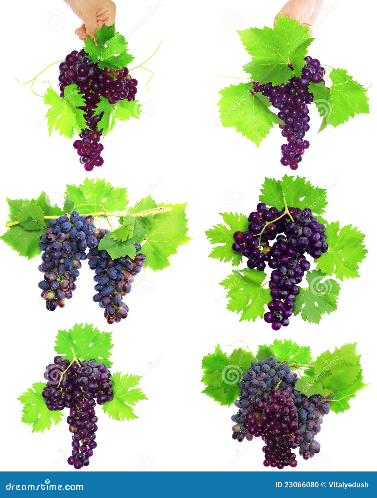 Collage of Grapes with Foliage. Isolated Stock Photo - Image of ...