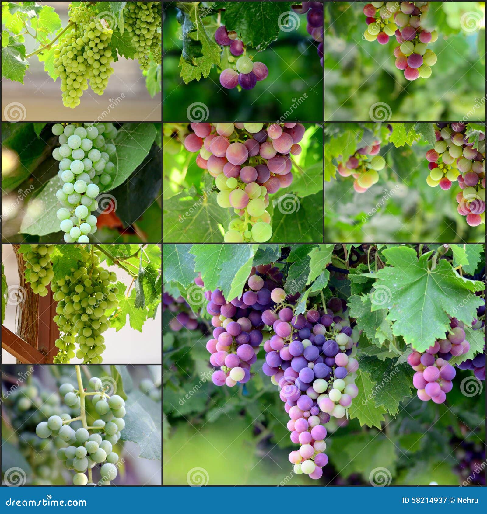 Collage of a Grapes on the Vine Just before Harvest Stock Image - Image ...