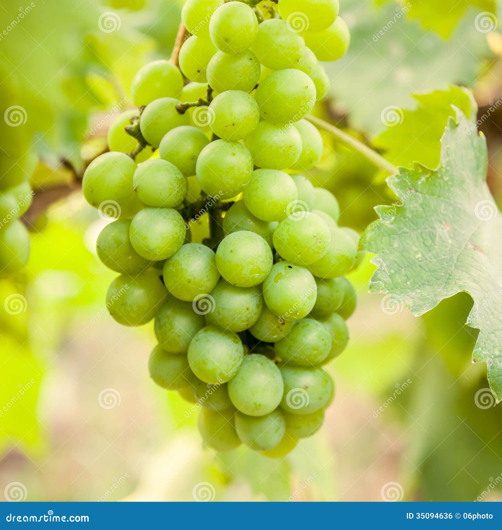 Collage of Grapes and Vineyard Images Stock Photo - Image of vineyard ...
