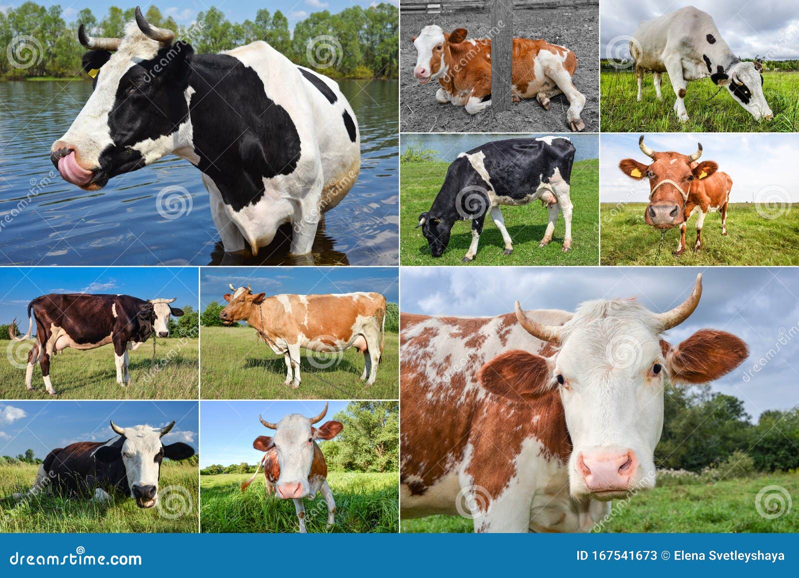 Collage Of Cows And Cattles On The Field Stock Image | CartoonDealer ... Collage Of Cows And Cattles On The Field Stock Image | CartoonDealer ...