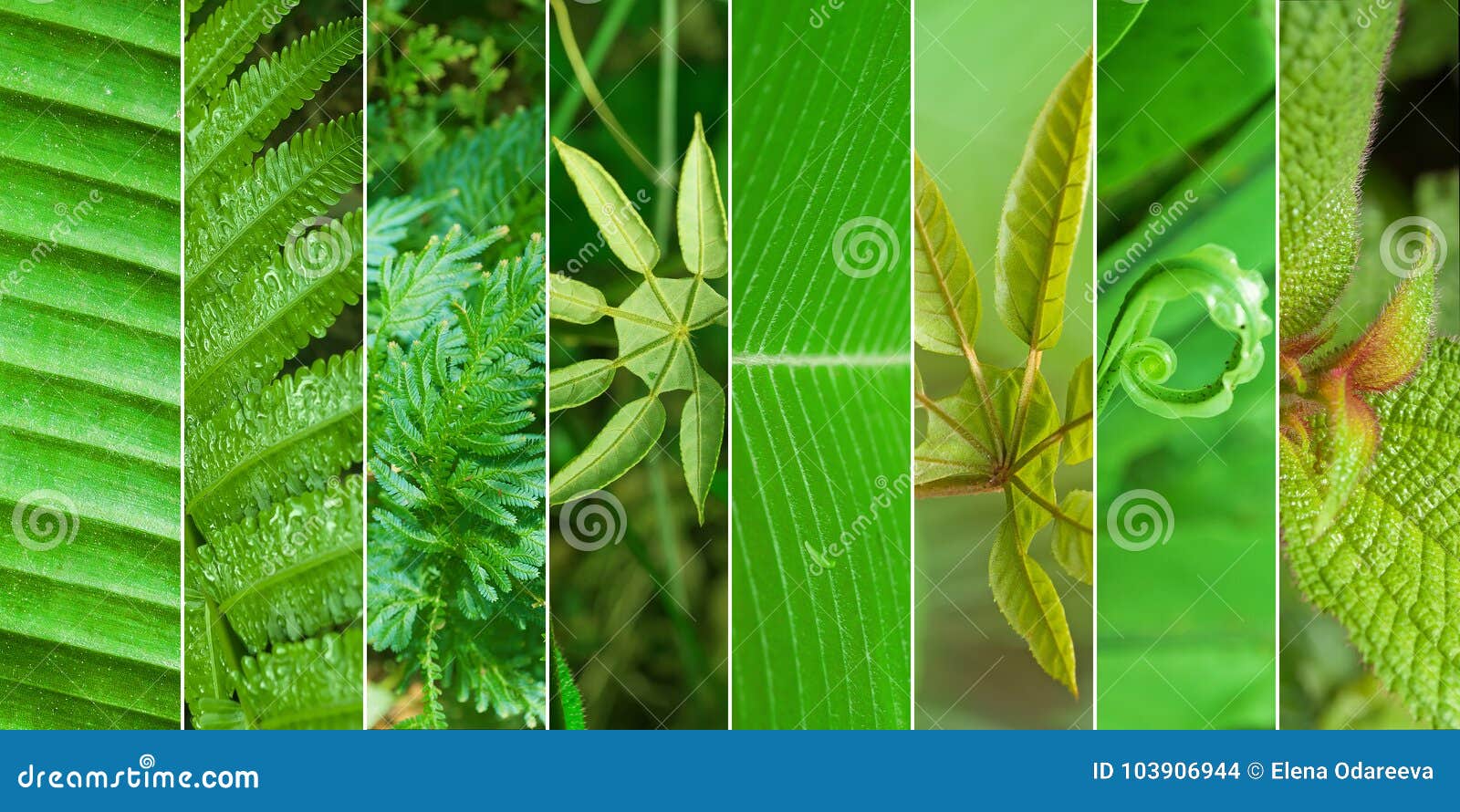 Collage of nature stock photo. Image of beautiful, background - 103906944