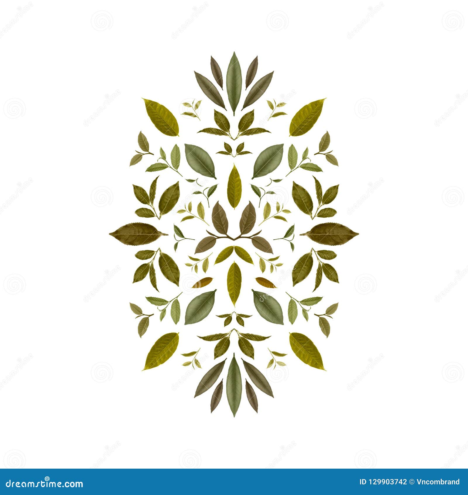 Collage of Green Tea Leaves. Tea Background 10 Stock Illustration ...
