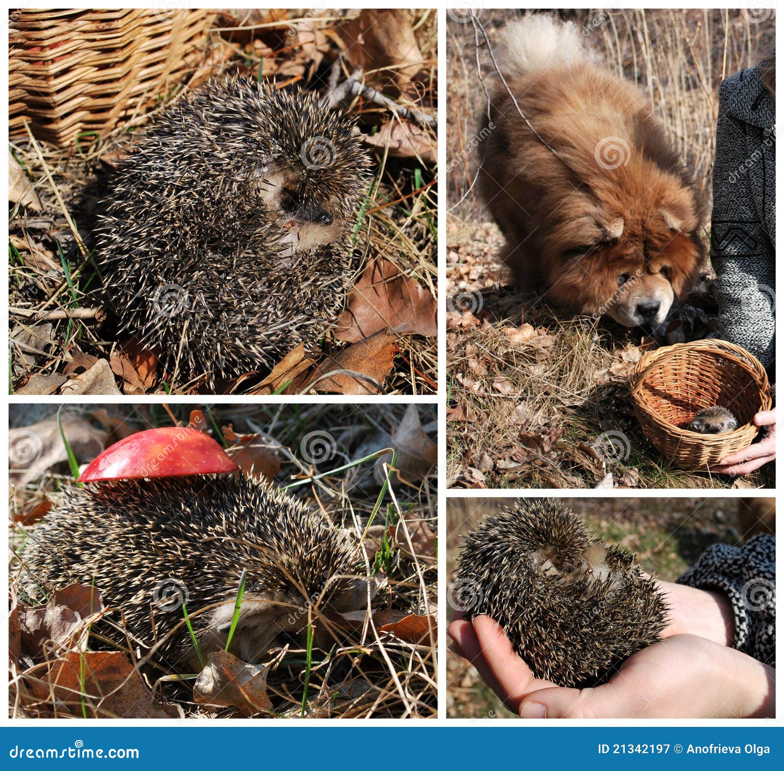 Collage with the hedgehog stock image. Image of sphere - 21342197