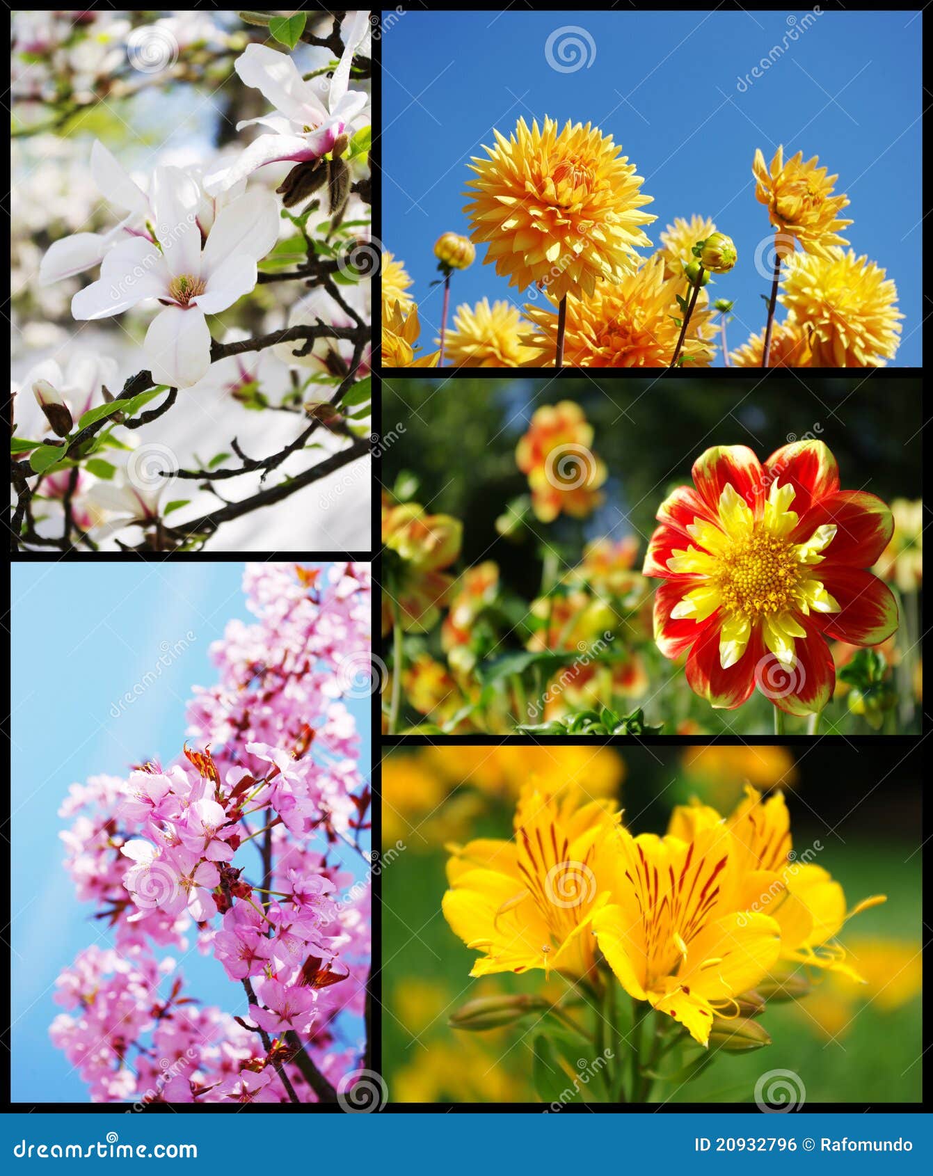 Collage hermoso de la flor foto de archivo. Imagen de vibrante - 20932796