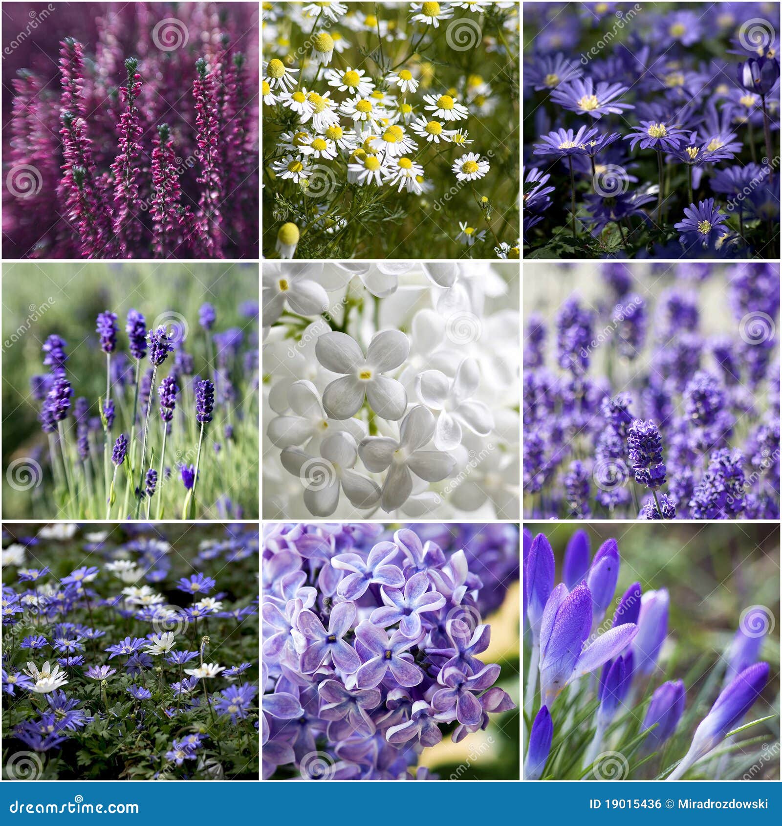 Collage Hermoso De Las Flores Foto de archivo - Imagen de collage ...