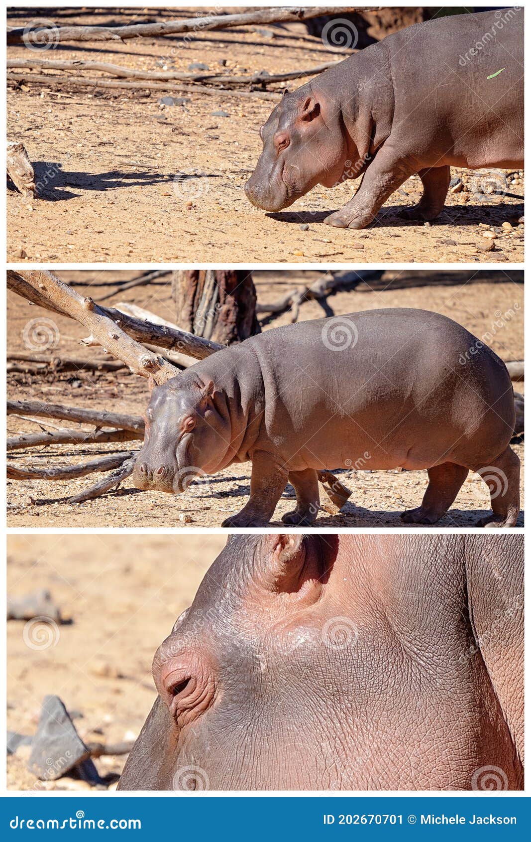 Collage of a Hippopotamus stock image. Image of columnar - 202670701