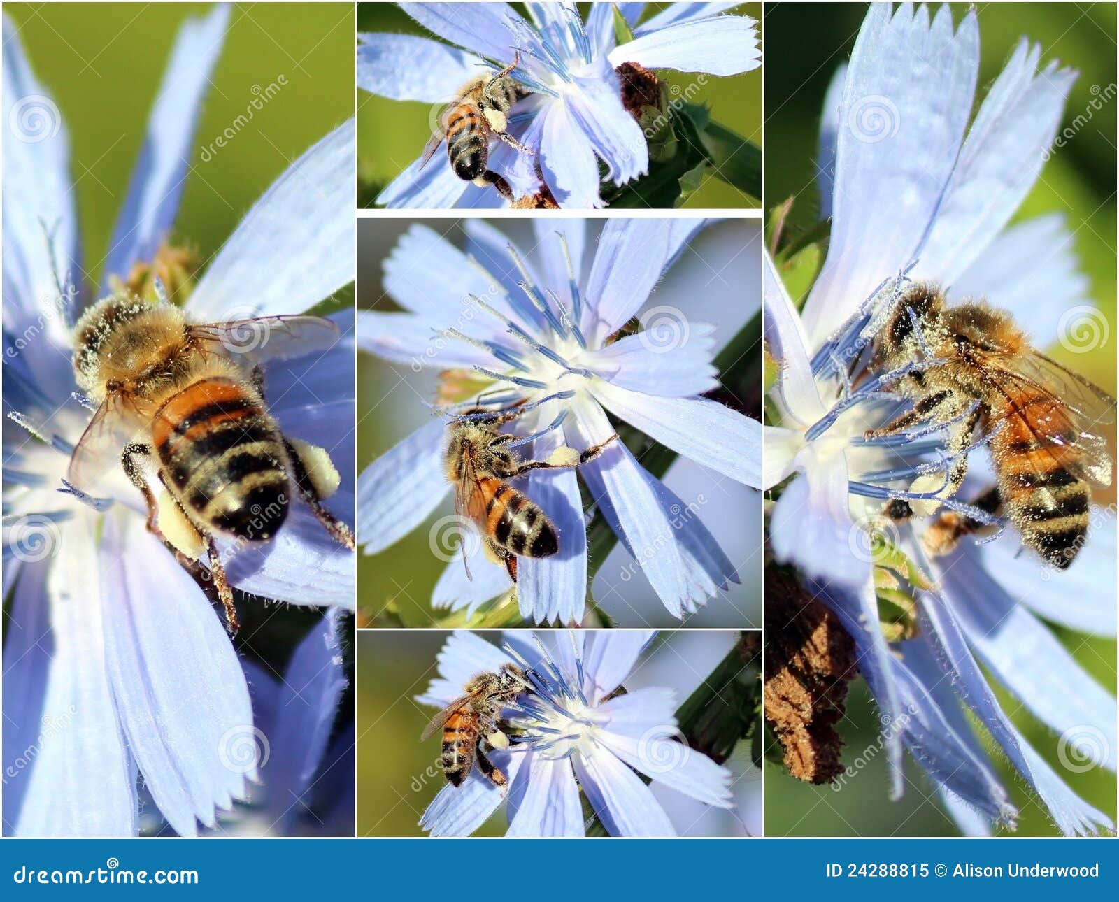 Collage Of Bees Pollinating Flowering Plants, Macro Stock Photography ...